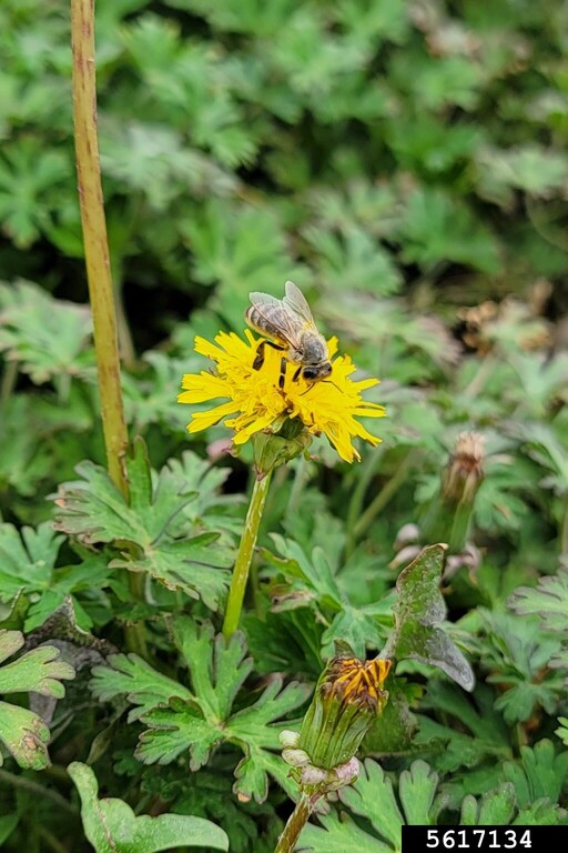 honey bee (Apis mellifera Linnaeus)