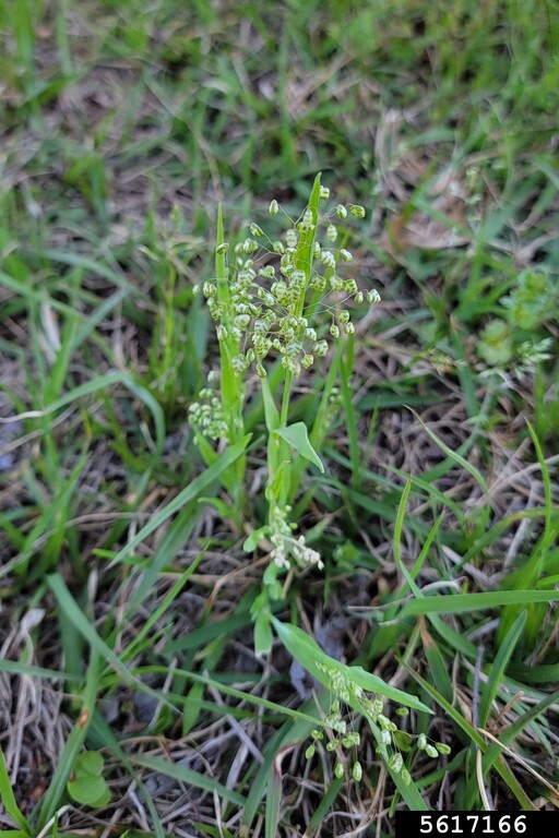 little quakinggrass (Briza minor L.)