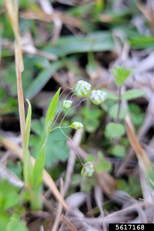 little quakinggrass (Briza minor L.)
