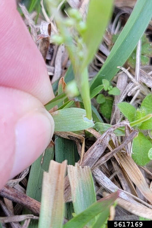 little quakinggrass (Briza minor)