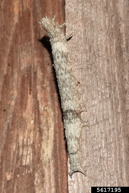 pecan catocala (Genus Catocala Schrank 1802)