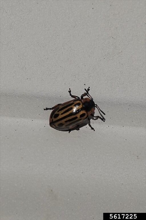 cottonwood leaf beetle (Chrysomela scripta Fabricius, 1801)