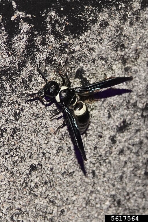 carpenter wasp (Monobia quadridens (Linnaeus))