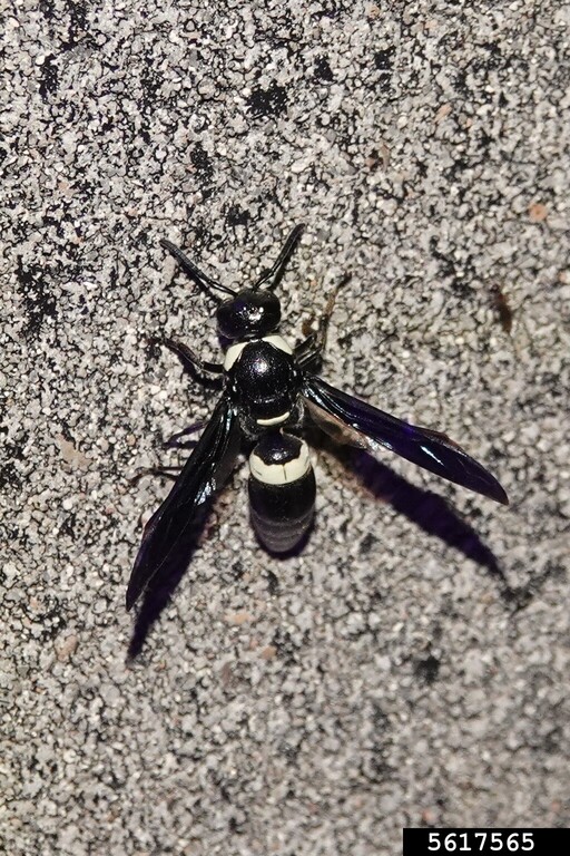 carpenter wasp (Monobia quadridens (Linnaeus))