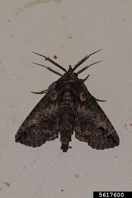 sweetgum defoliator (Paectes abrostoloides (Guenée))