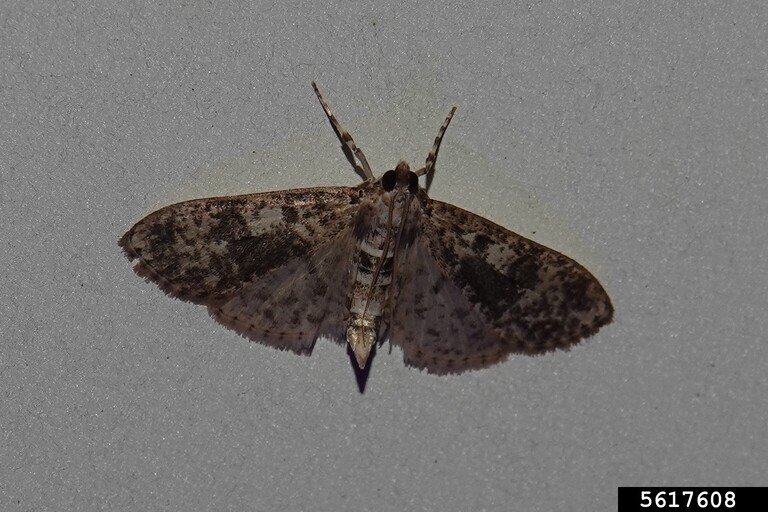 splendid palpita (Palpita magniferalis Walker, 1861)