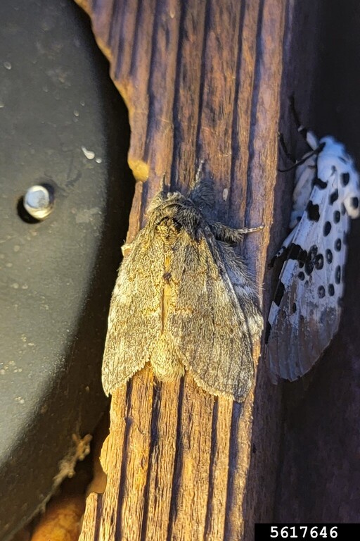 oval-based prominent (Peridea basitriens (Walker, 1855))