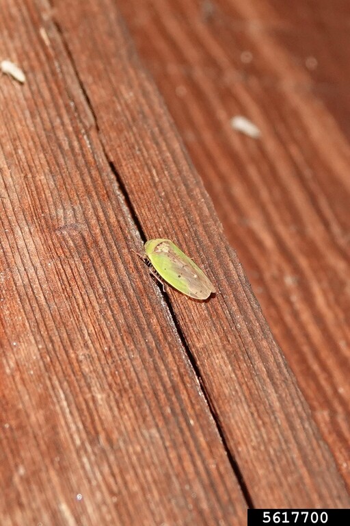 Genus Ponana Ball, 1920