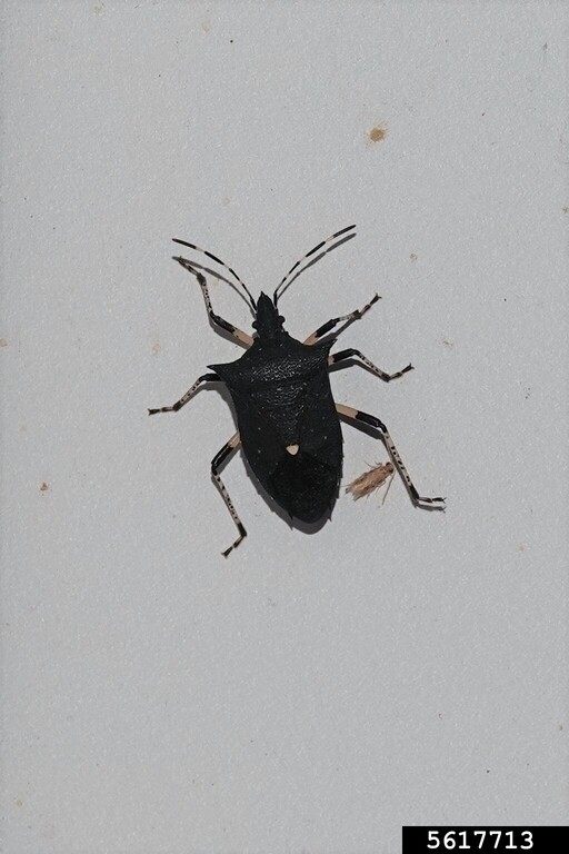 black stink bug (Proxys punctulatus (Palisot))
