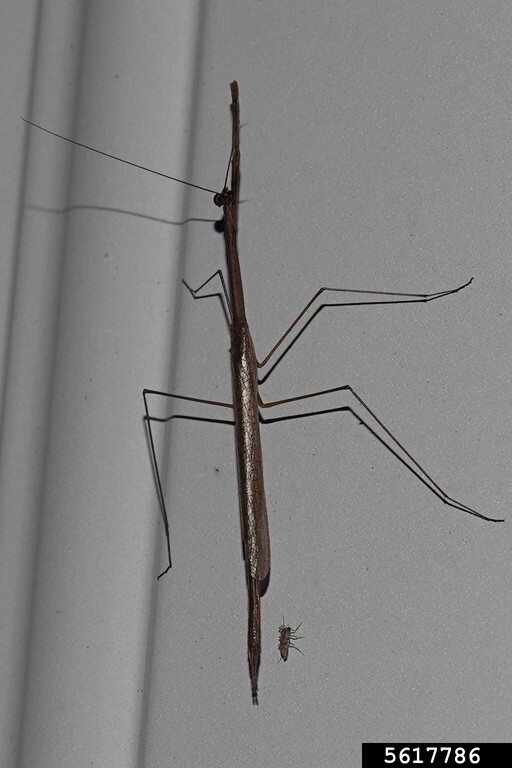 American grass mantis (Thesprotia graminis (Scudder 1878))