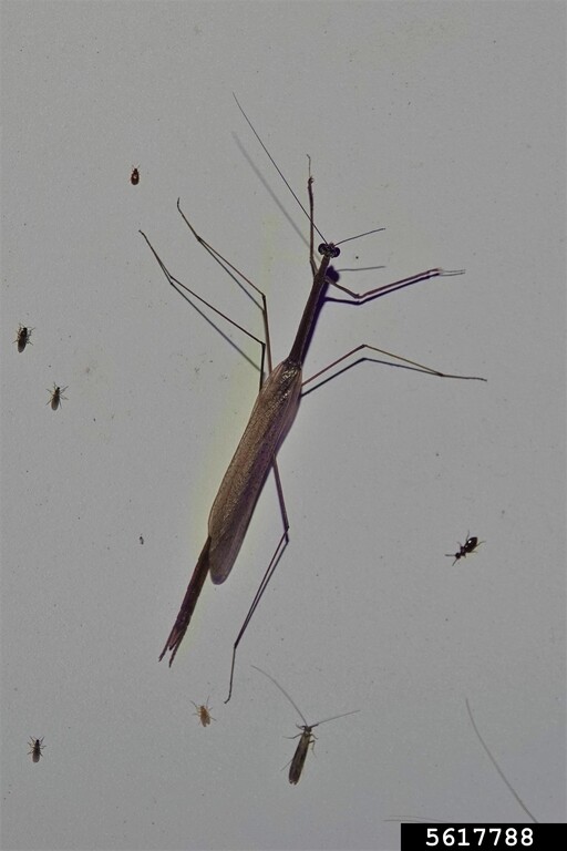 American grass mantis (Thesprotia graminis (Scudder 1878))