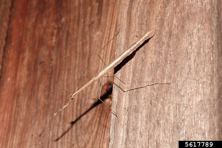 American grass mantis (Thesprotia graminis (Scudder 1878))