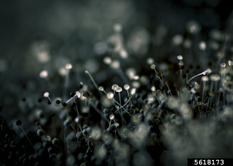 Rhizopus soft rots (Genus Rhizopus Ehrenb.)