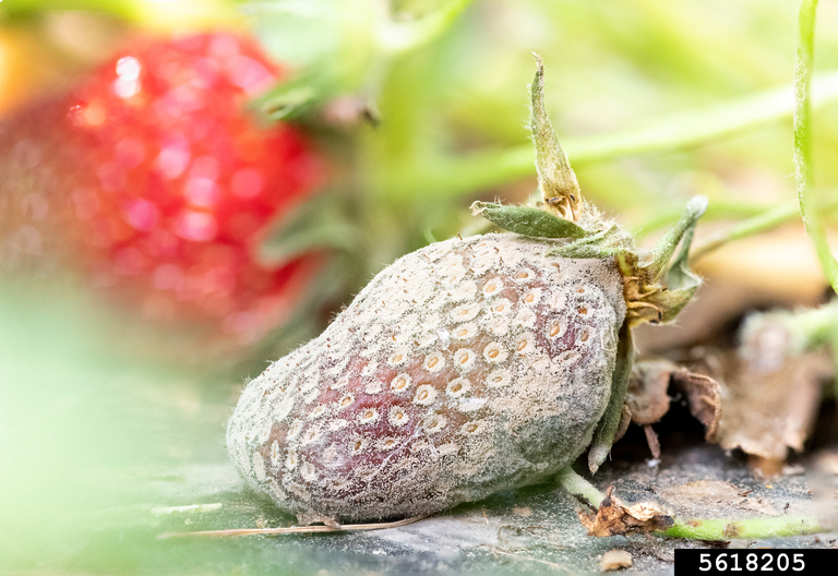 gray molds (Genus Botrytis)