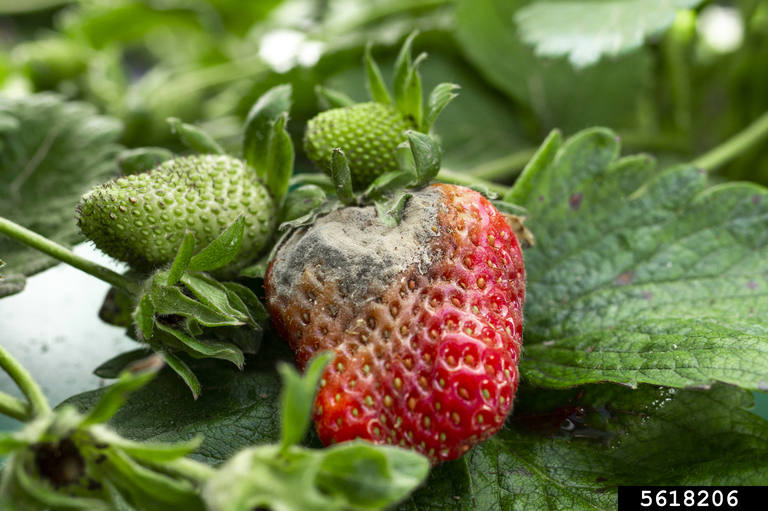 gray molds (Genus Botrytis)