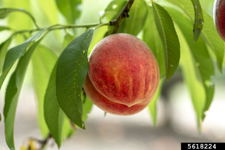peach (Prunus persica)