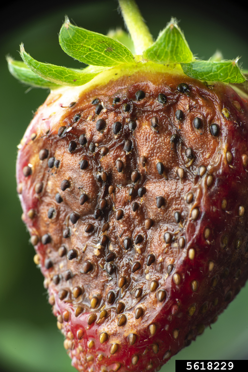 anthracnose (Genus Colletotrichum)