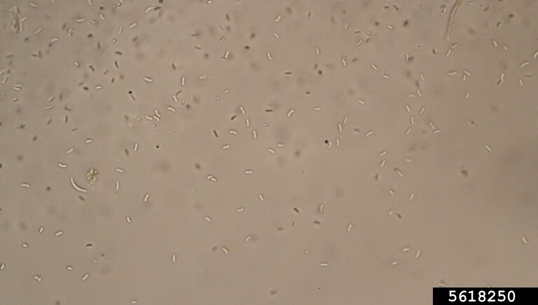 Cytospora cankers (Genus Cytospora Ehrenb.)