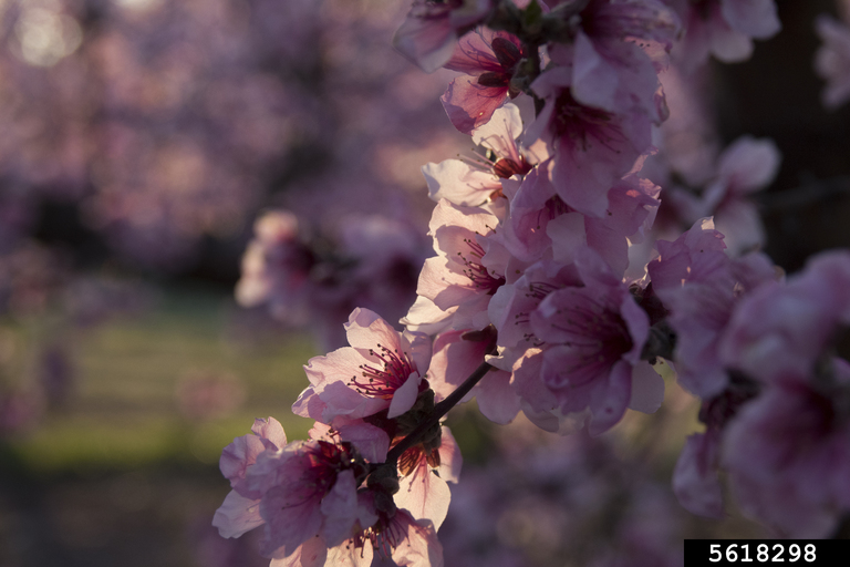 peach (Prunus persica)