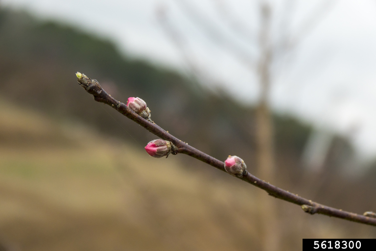 peach (Prunus persica (L.) Batsch)