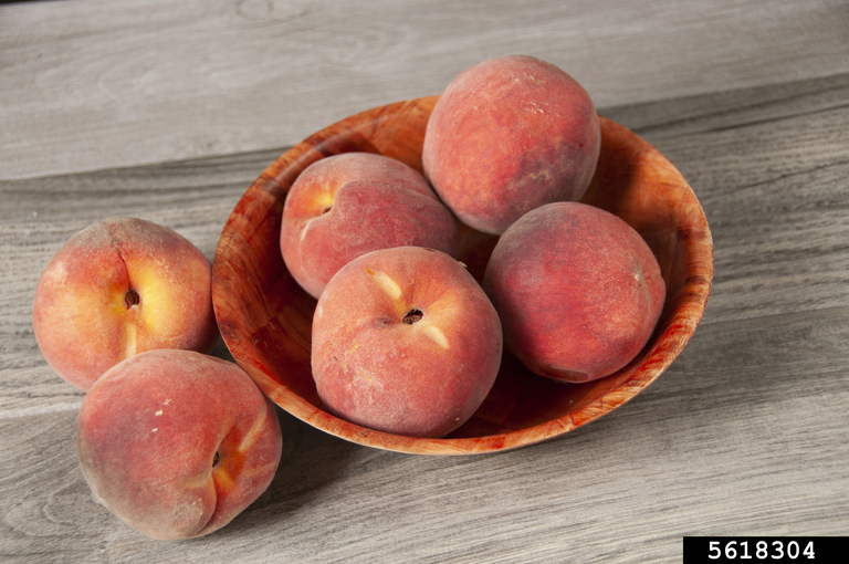 peach (Prunus persica (L.) Batsch)