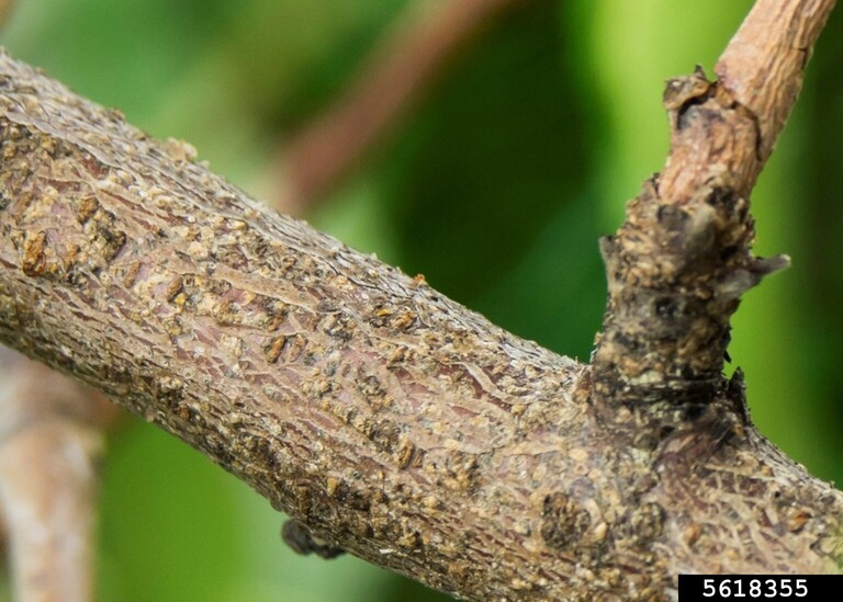 Cytospora cankers (Genus Cytospora Ehrenb.)