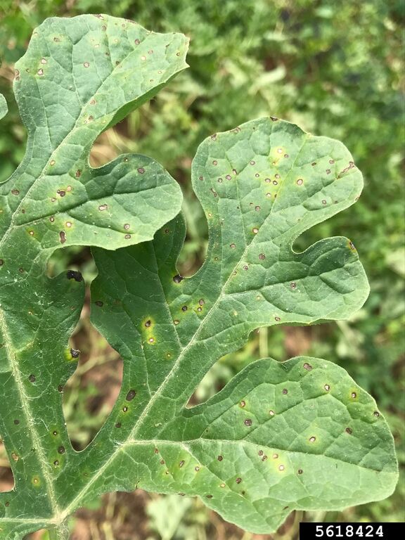 Cercospora fungi (Genus Cercospora)