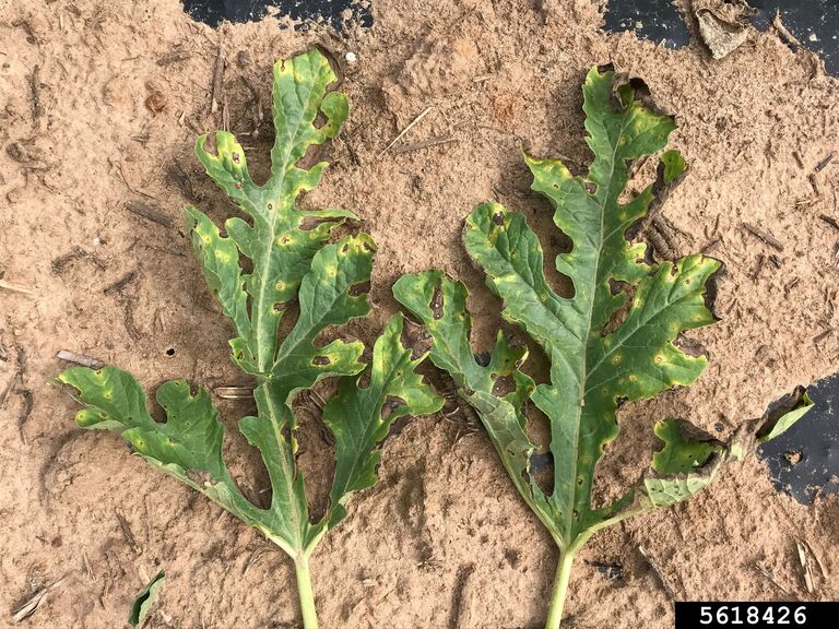 Cercospora fungi (Genus Cercospora)