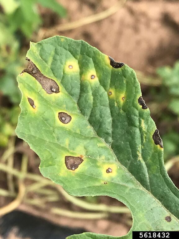 Cercospora fungi (Genus Cercospora Fresen.)