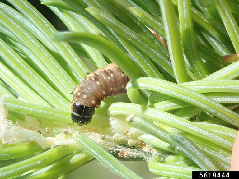 spruce budworm (Choristoneura fumiferana (Clemens, 1865))