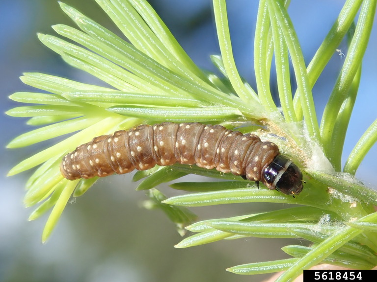 spruce budworm (Choristoneura fumiferana)