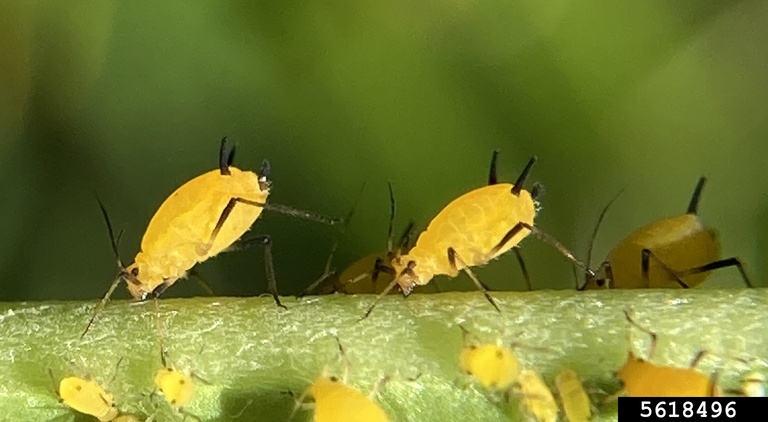 Florida Aphids