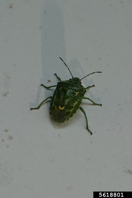 stink bug (Banasa euchlora Stal)