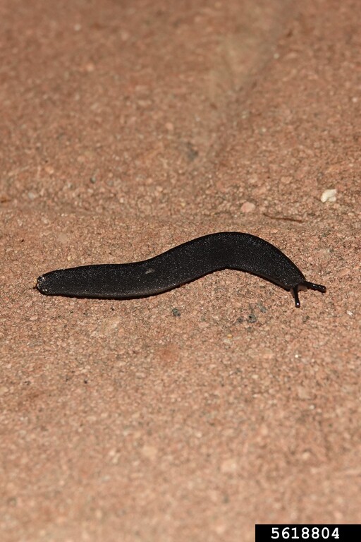 Paraguayan black velvet leatherleaf slug (Belocaulus angustipes ...