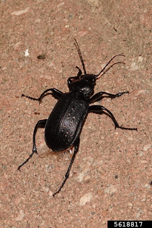 black caterpillar hunter (Calosoma sayi Dejean, 1826)