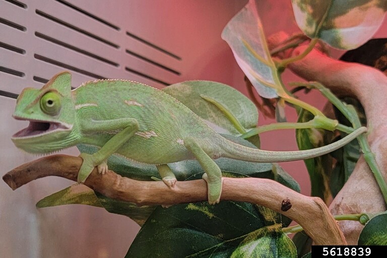 veiled chameleon (Chamaeleo calyptratus Duméril and Bibron, 1851)