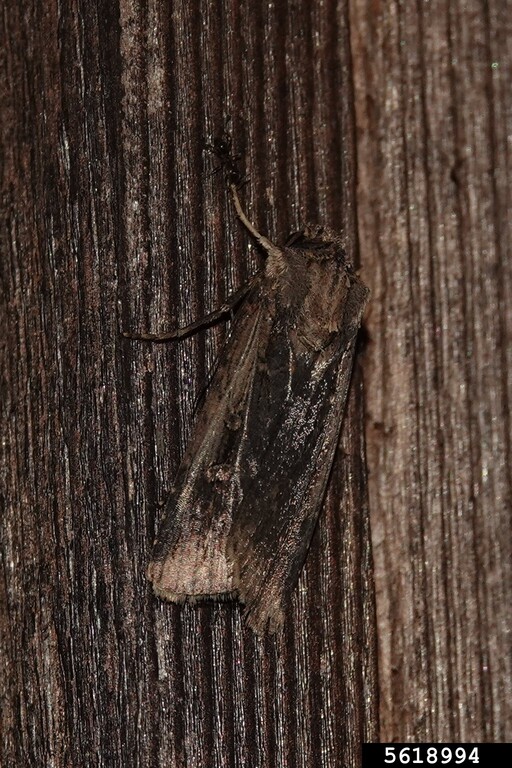 Subterranean Dart Moth (Feltia subterranea (Fabricius, 1794))