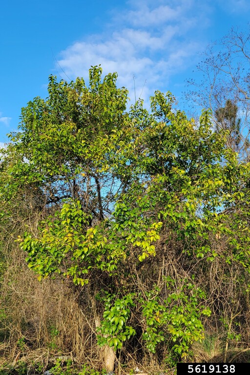 glossy privet (Ligustrum lucidum W.T. Aiton)