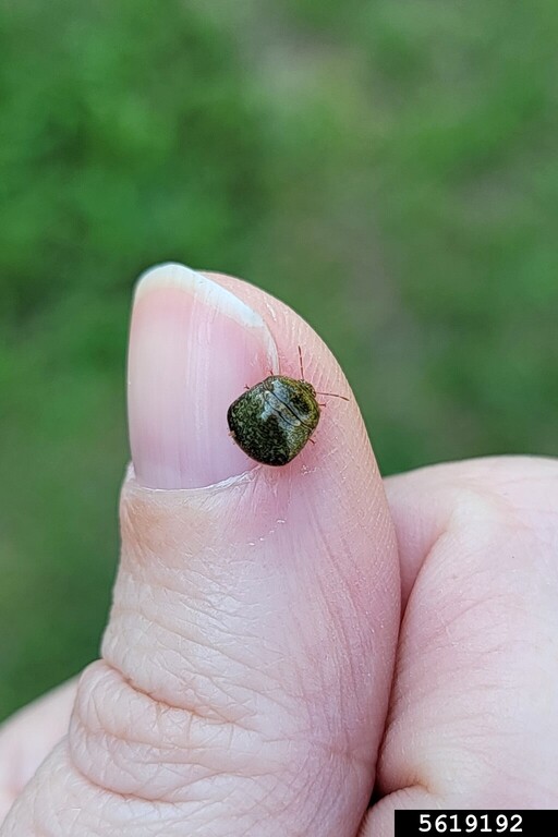 kudzu bug, Megacopta cribraria (Hemiptera: Plataspidae) - 5619192