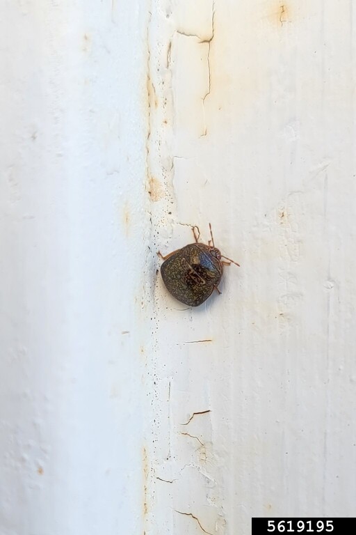kudzu bug (Megacopta cribraria (Fabricius))