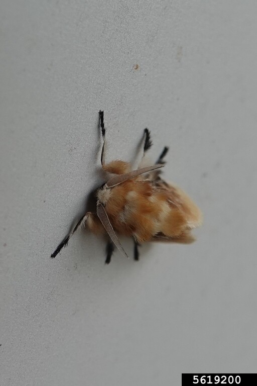 puss caterpillar (Megalopyge opercularis J.E. Smith)