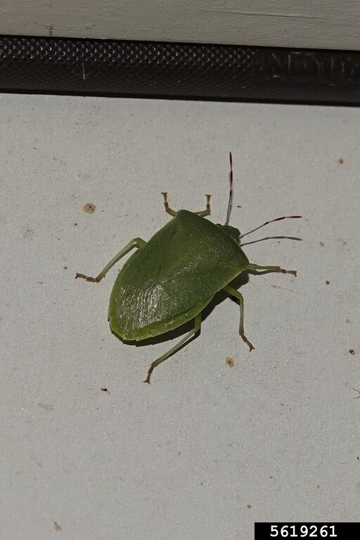 southern green stink bug (Nezara viridula (Linnaeus, 1758))