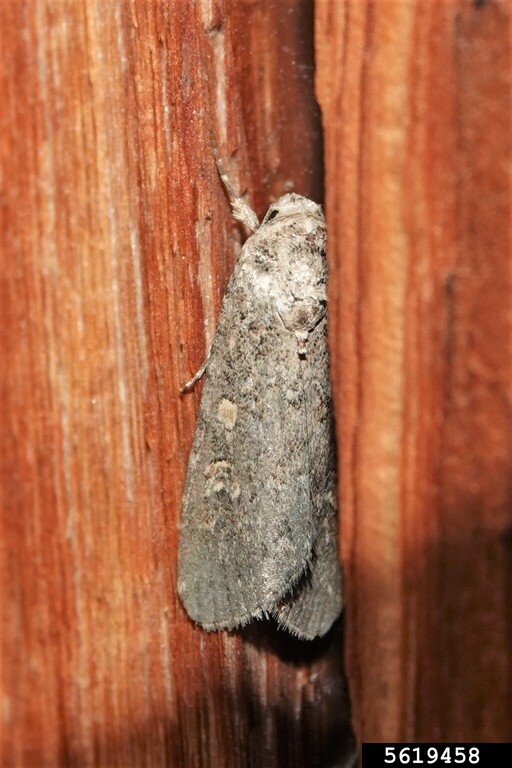 fall armyworm (Spodoptera frugiperda Smith, J.E., 1797)