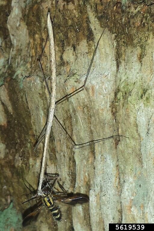 American grass mantis (Thesprotia graminis (Scudder 1878))