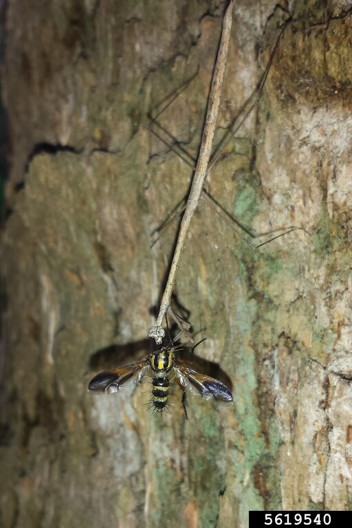 American grass mantis (Thesprotia graminis (Scudder 1878))