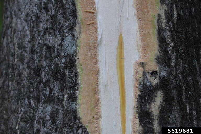 Verticillium wilt (Verticillium dahliae Klebahn)