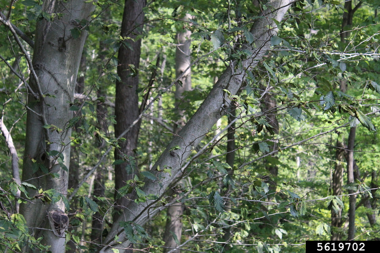 beech leaf disease (Litylenchus crenatae mccannii)