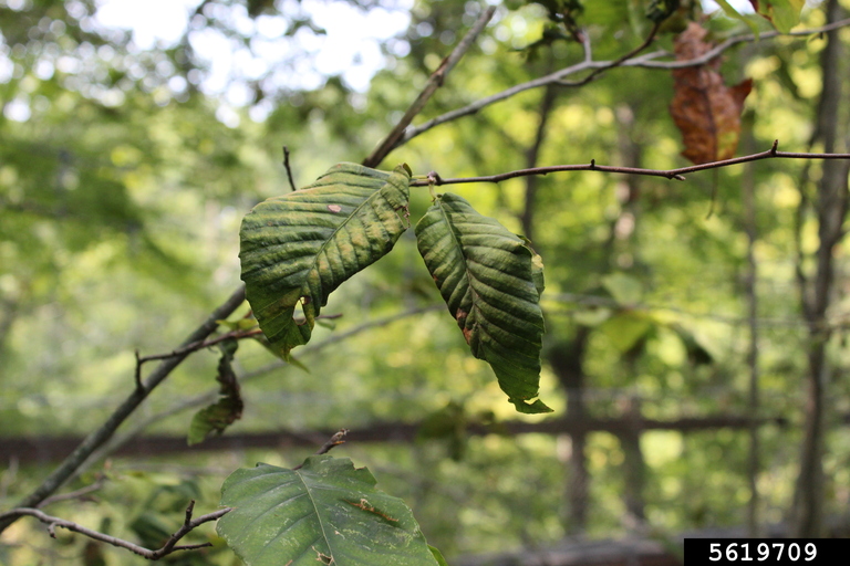 beech leaf disease (Litylenchus crenatae mccannii Carta, 2020)