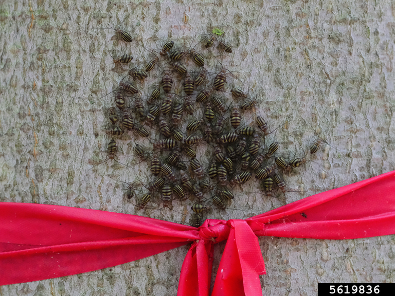 bark lice (Cerastipsocus venosus (Burmeister, 1839))