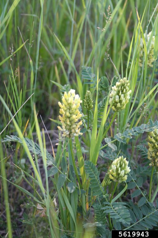 chickpea milkvetch, cicer milkvetch (Astragalus cicer L.)
